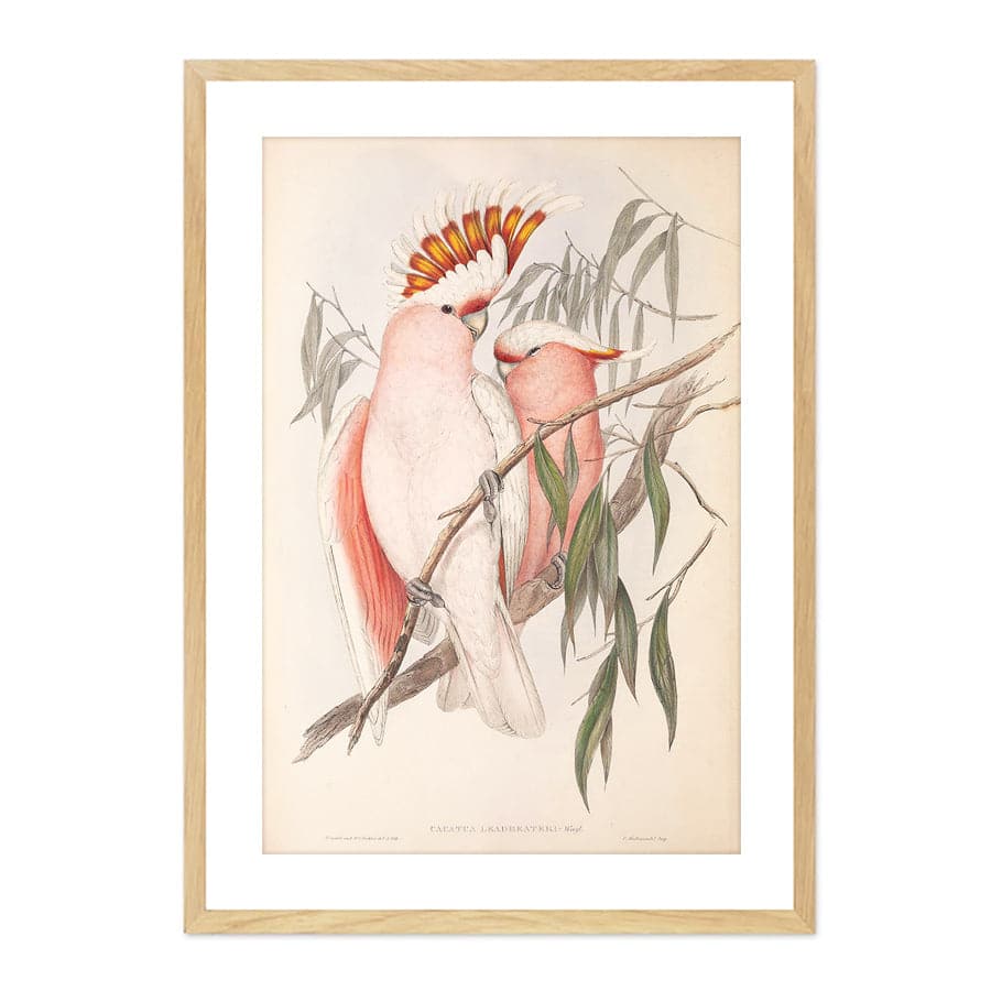 Major Mitchell Cockatoo (Cacatua Leadbeateri) by John Gould