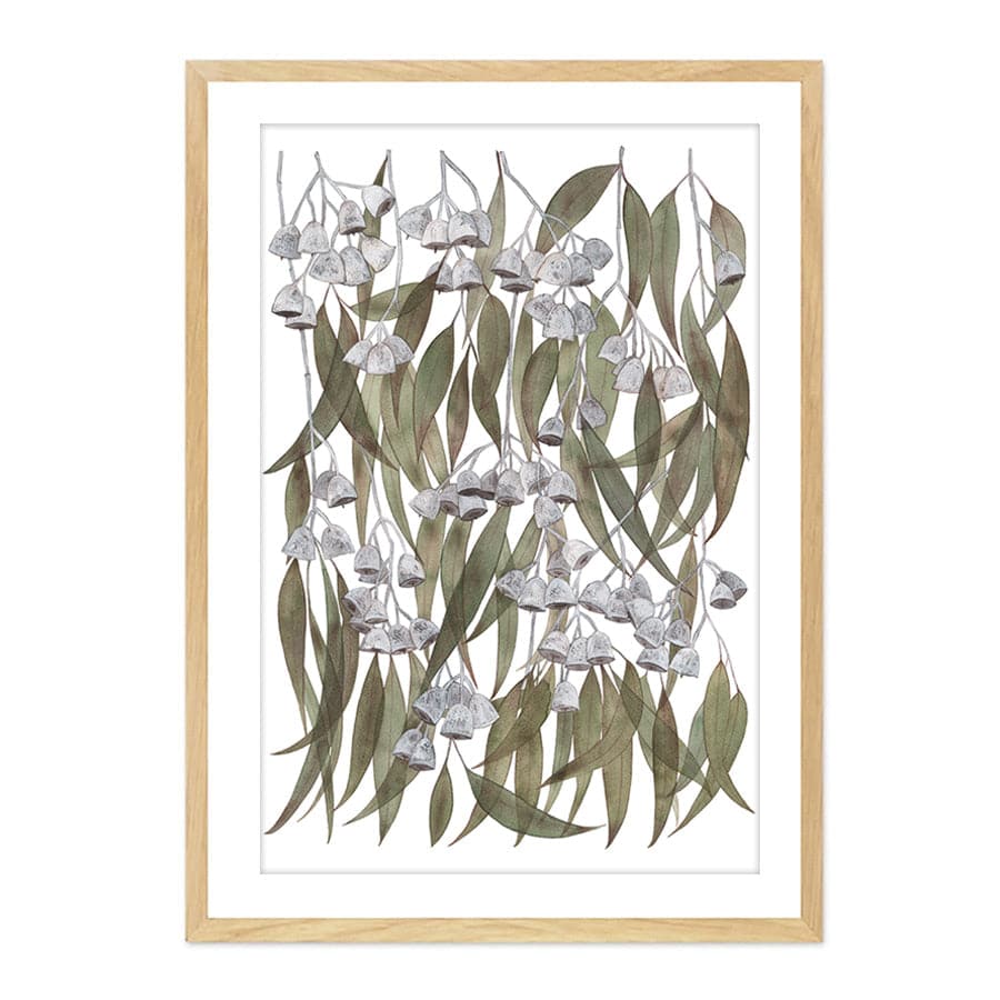 Silver Princess Eucalyptus by Natalie Ryan